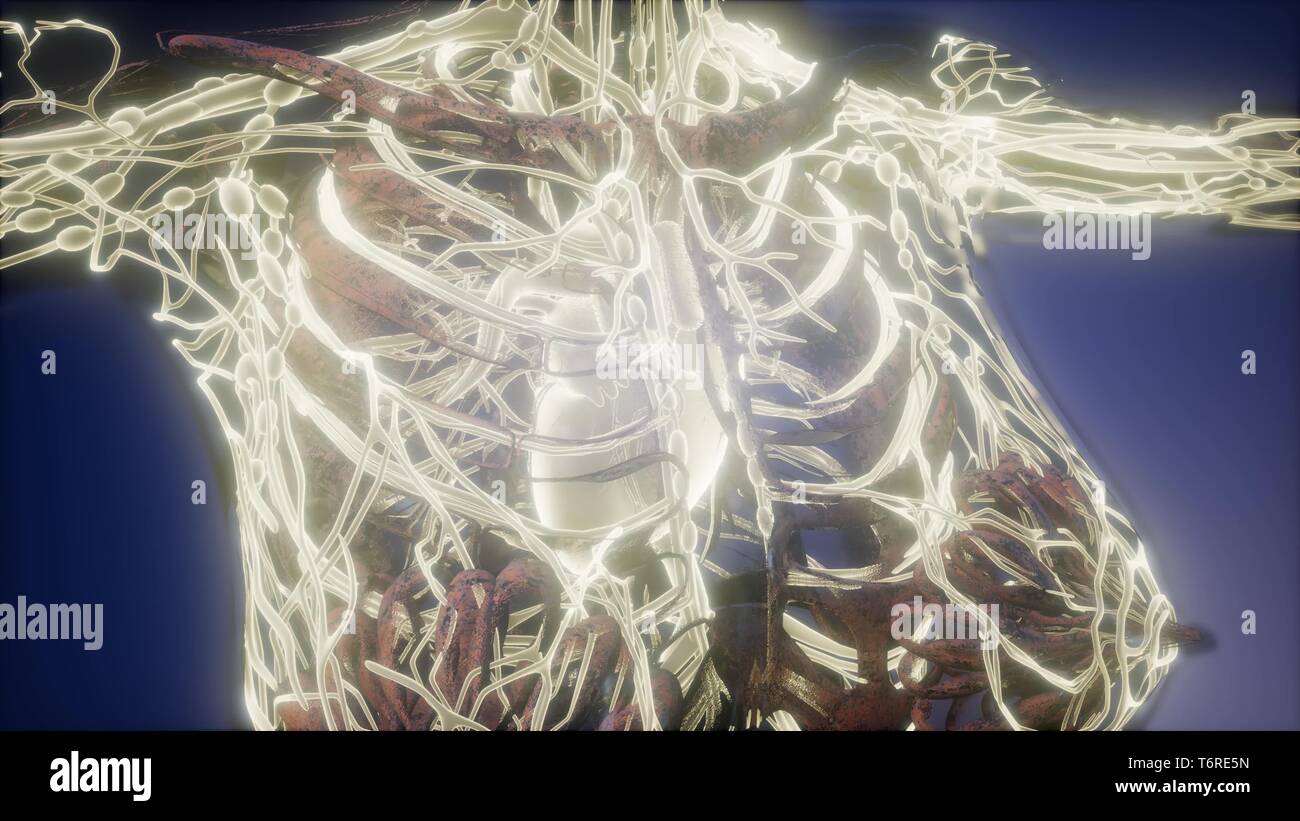 Human Body with Glow Blood Vessels Stock Photo - Alamy