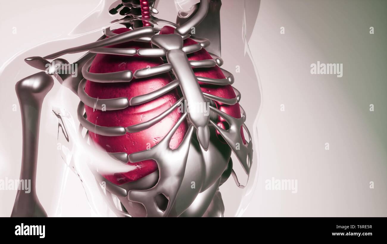 Human Lungs Model with all Organs and Bones Stock Photo - Alamy