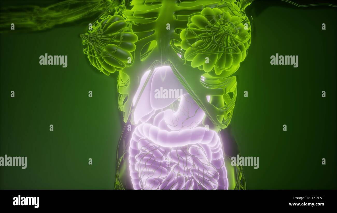 Human Body with Visible Digestive System Stock Photo - Alamy
