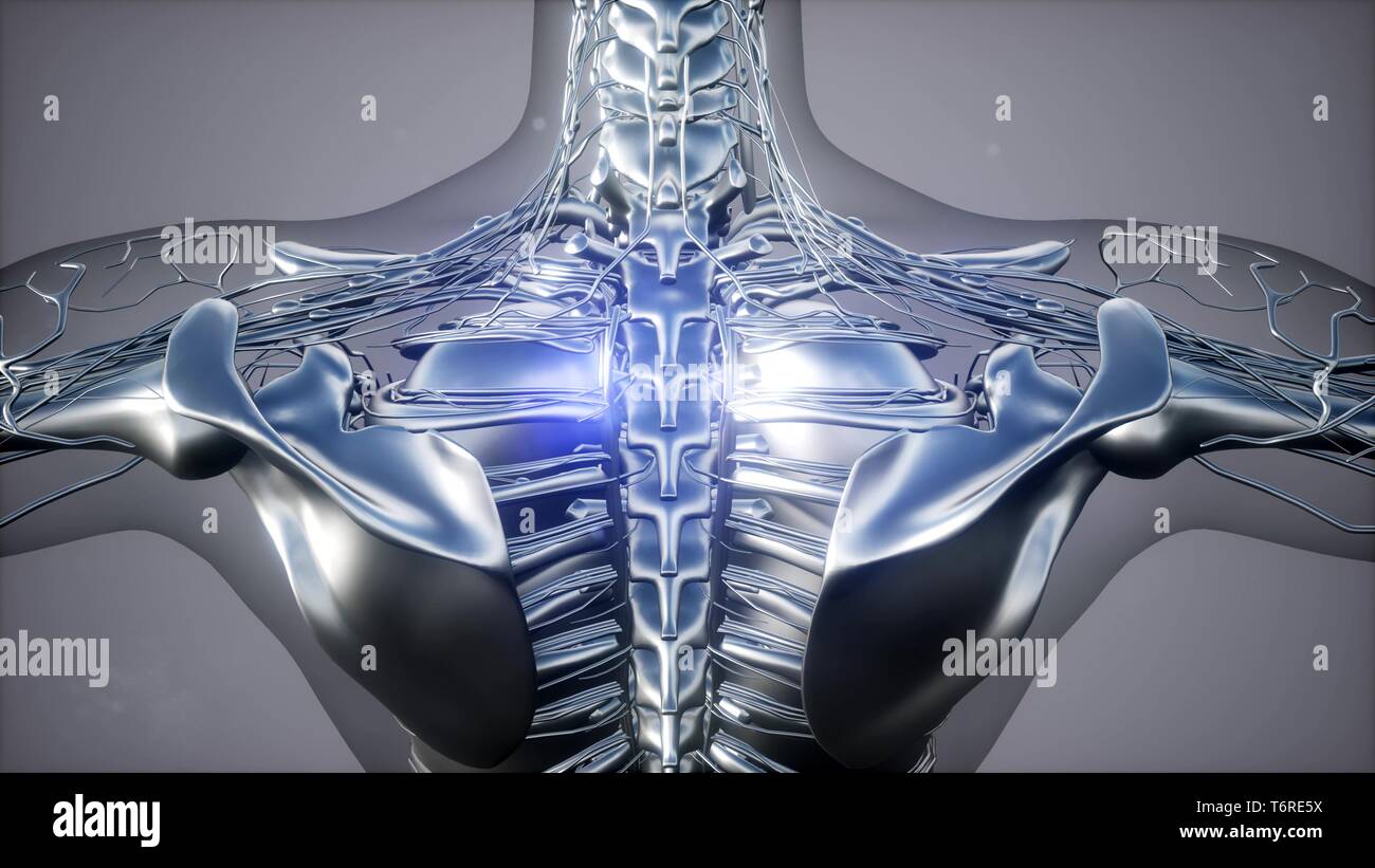 Anatomy Tomography Scan of Human Body Stock Photo - Alamy