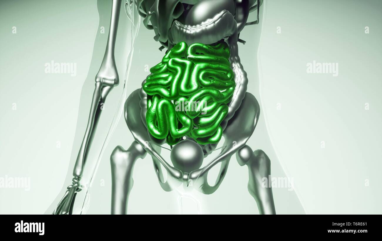 Human Intestine Model with all Organs and Bones Stock Photo - Alamy