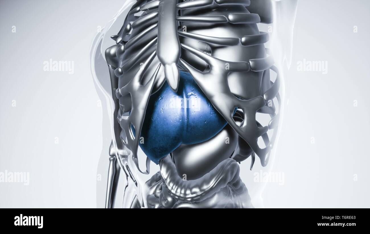 Liver model hi-res stock photography and images - Alamy