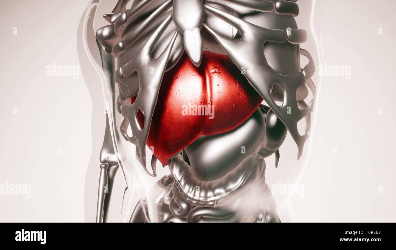 Human Liver Model with all Organs and Bones Stock Photo - Alamy