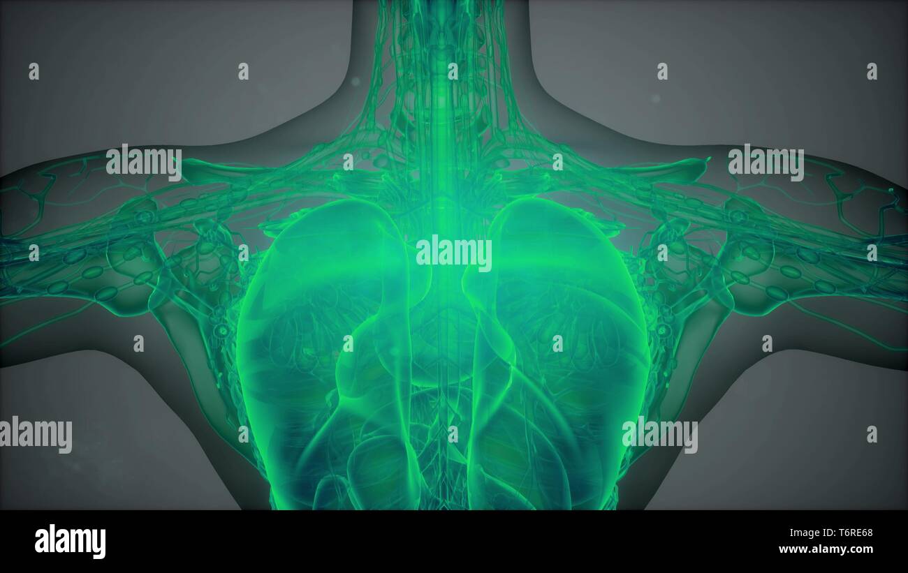 Anatomy Tomography Scan of Human Body Stock Photo - Alamy
