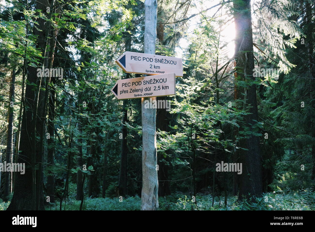 two signs showing directions in the middle of a forest Stock Photo - Alamy