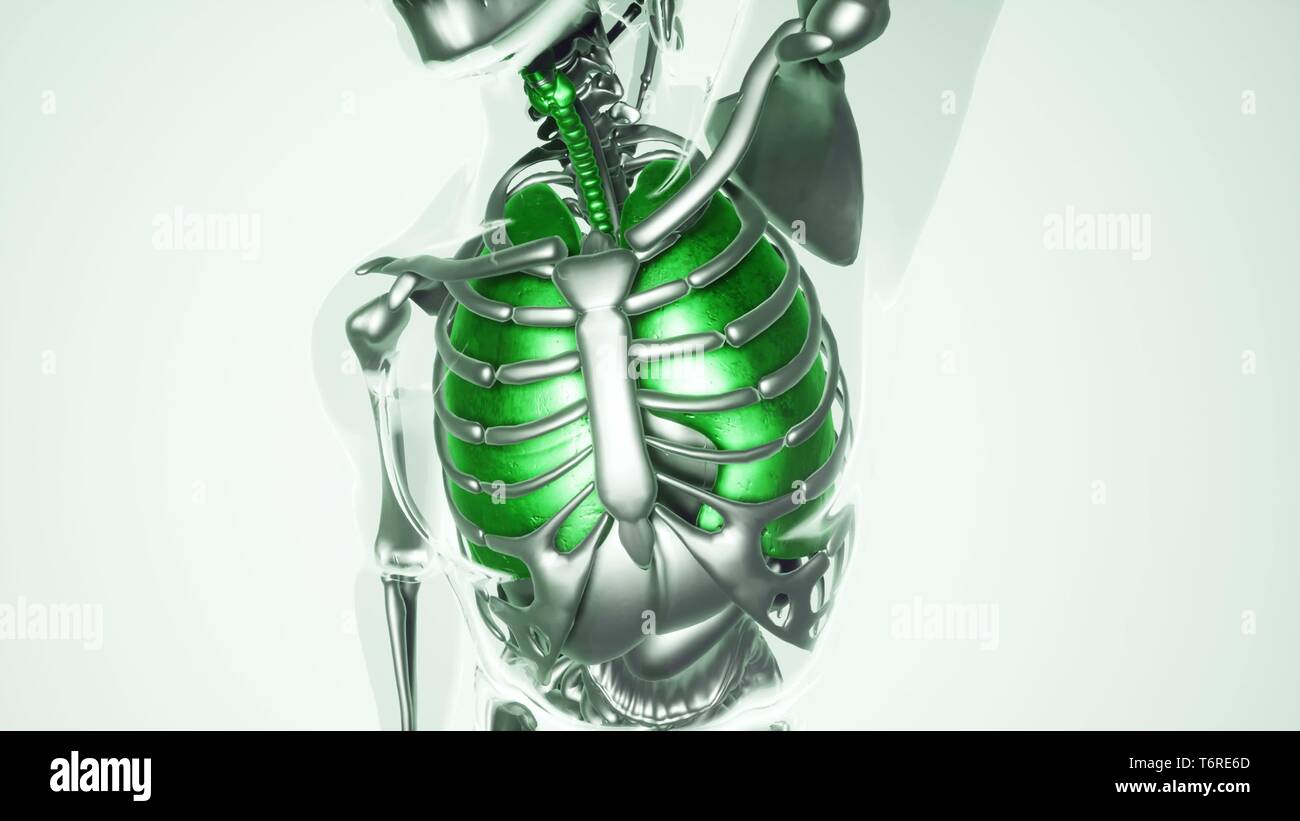 Human Lungs Model with all Organs and Bones Stock Photo - Alamy