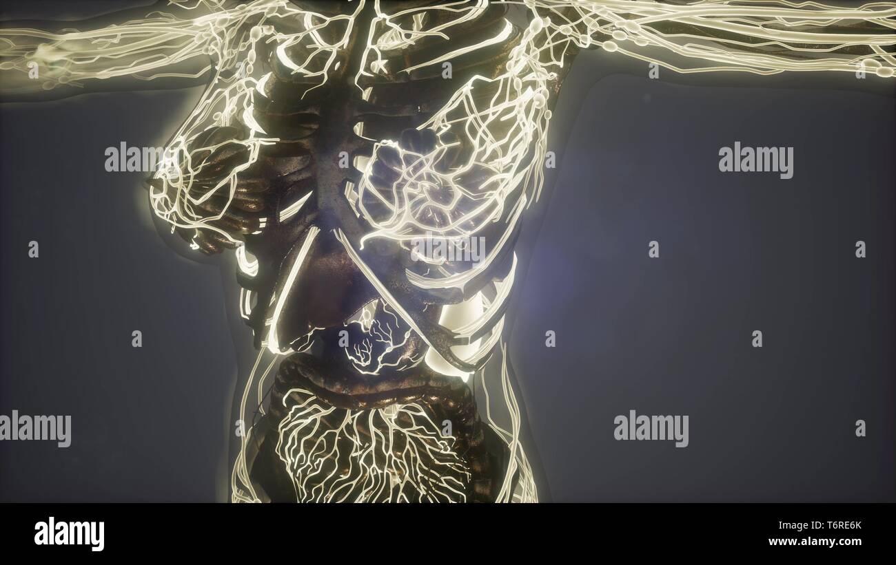 Human Body with Glow Blood Vessels Stock Photo - Alamy