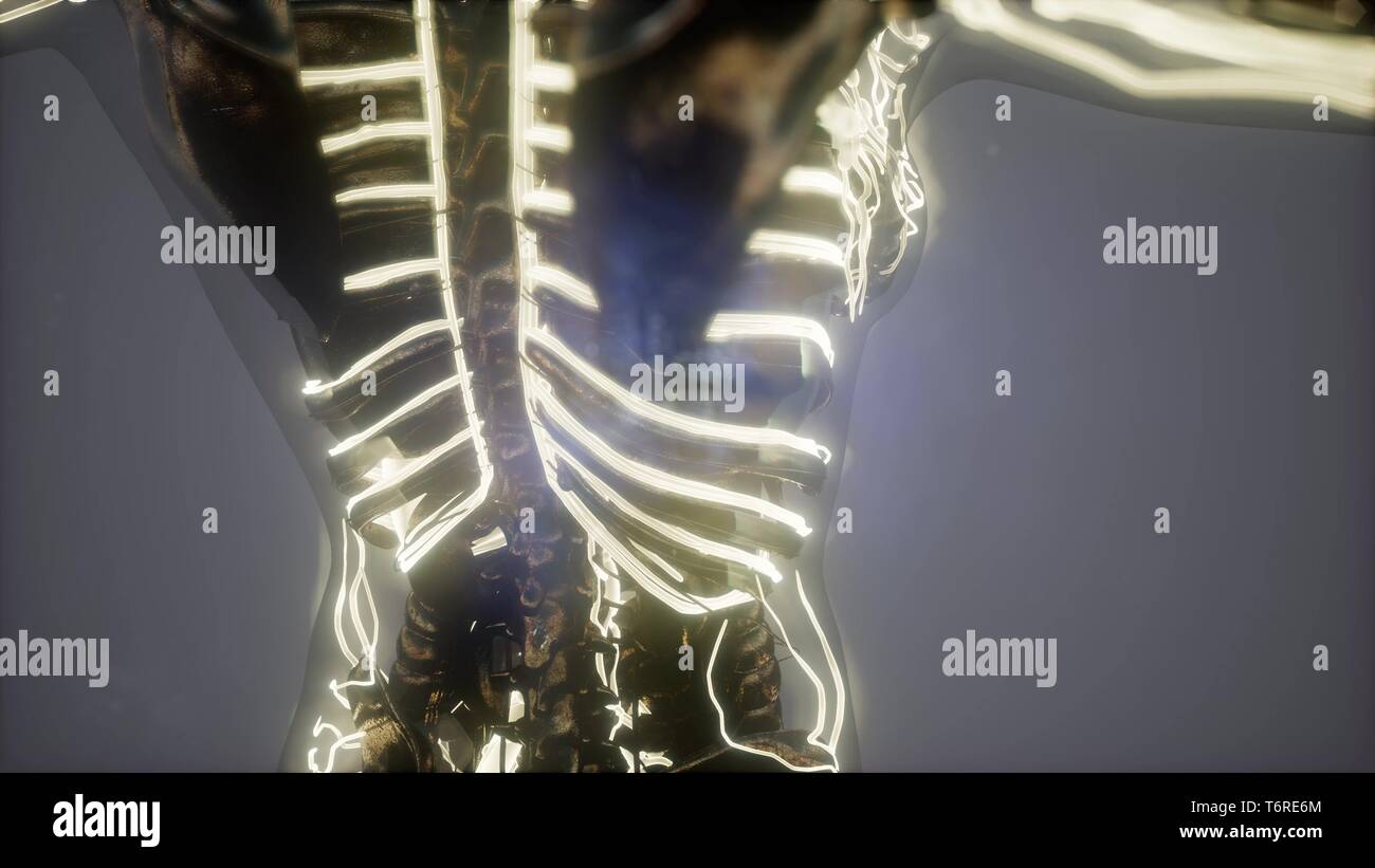 Human Body with Glow Blood Vessels Stock Photo - Alamy