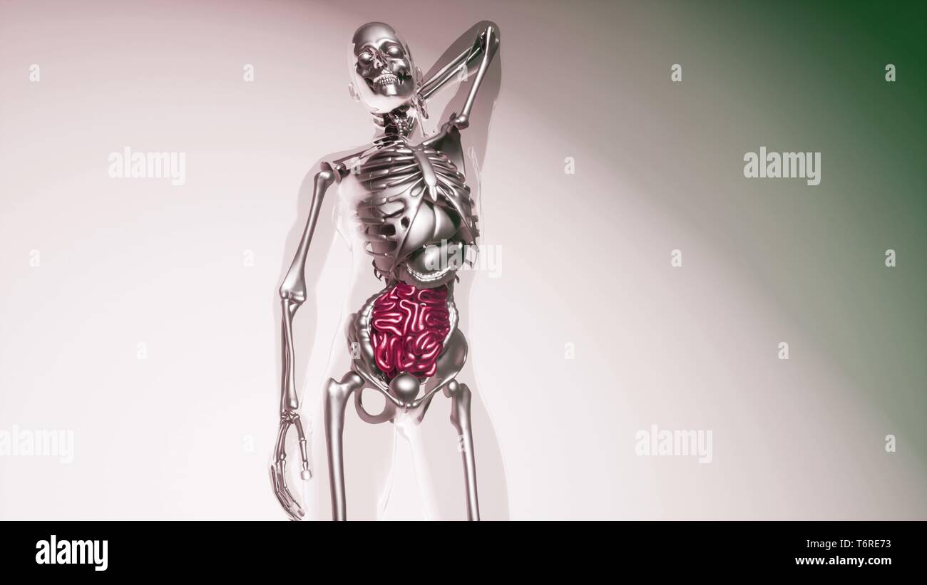 Human Intestine Model with all Organs and Bones Stock Photo - Alamy