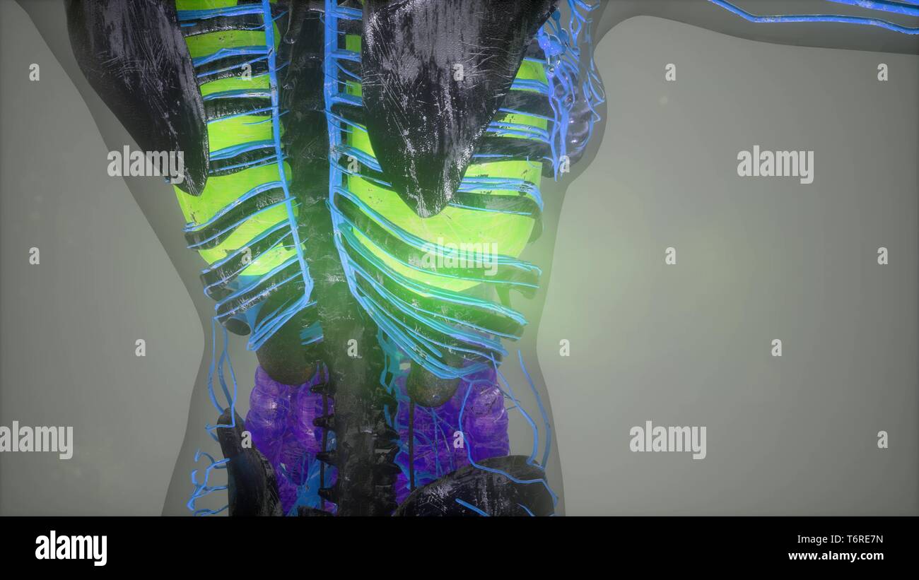 Anatomy Tomography Scan of Human Body Stock Photo - Alamy