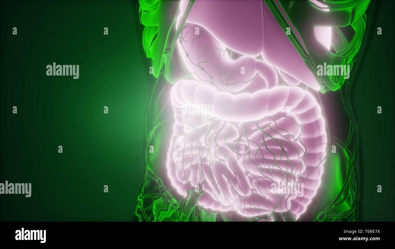 Human Body with Visible Digestive System Stock Photo - Alamy