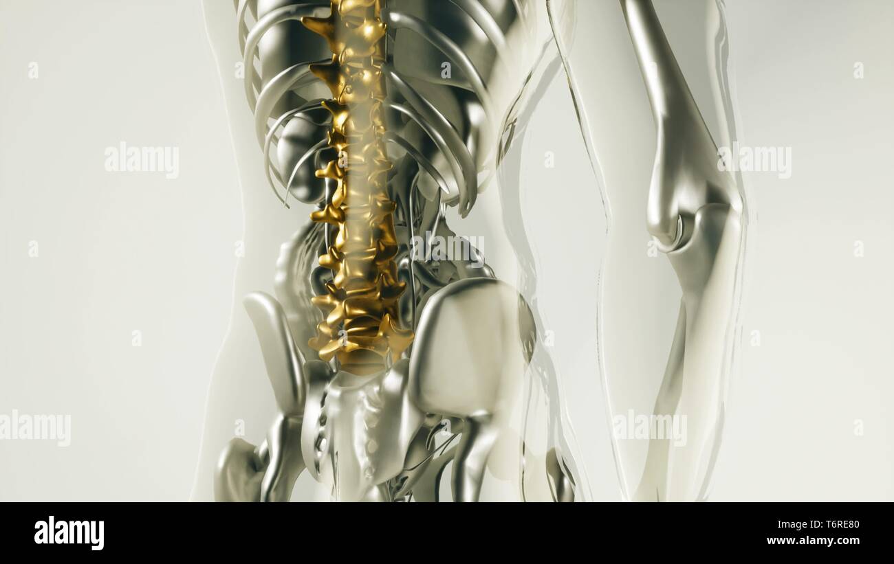 Human Spine Skeleton Bones Model with Organs Stock Photo - Alamy