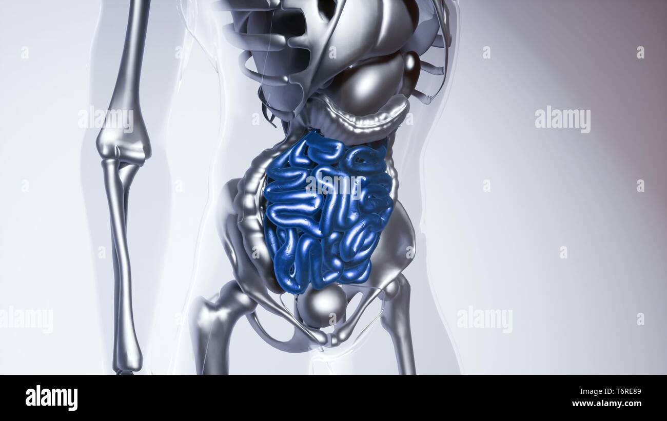 Human Intestine Model with all Organs and Bones Stock Photo - Alamy