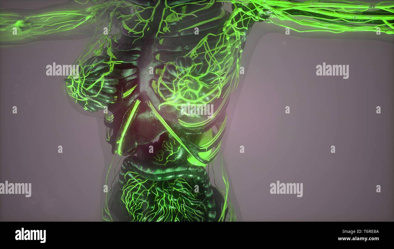 Human body glow blood vessels hi-res stock photography and images - Alamy