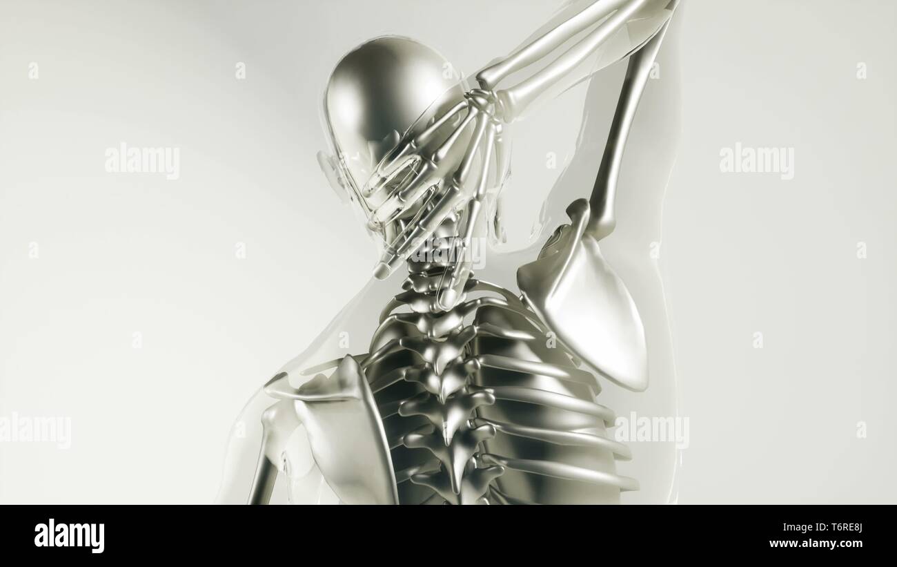 Human Skeleton Bones Model with Organs Stock Photo - Alamy