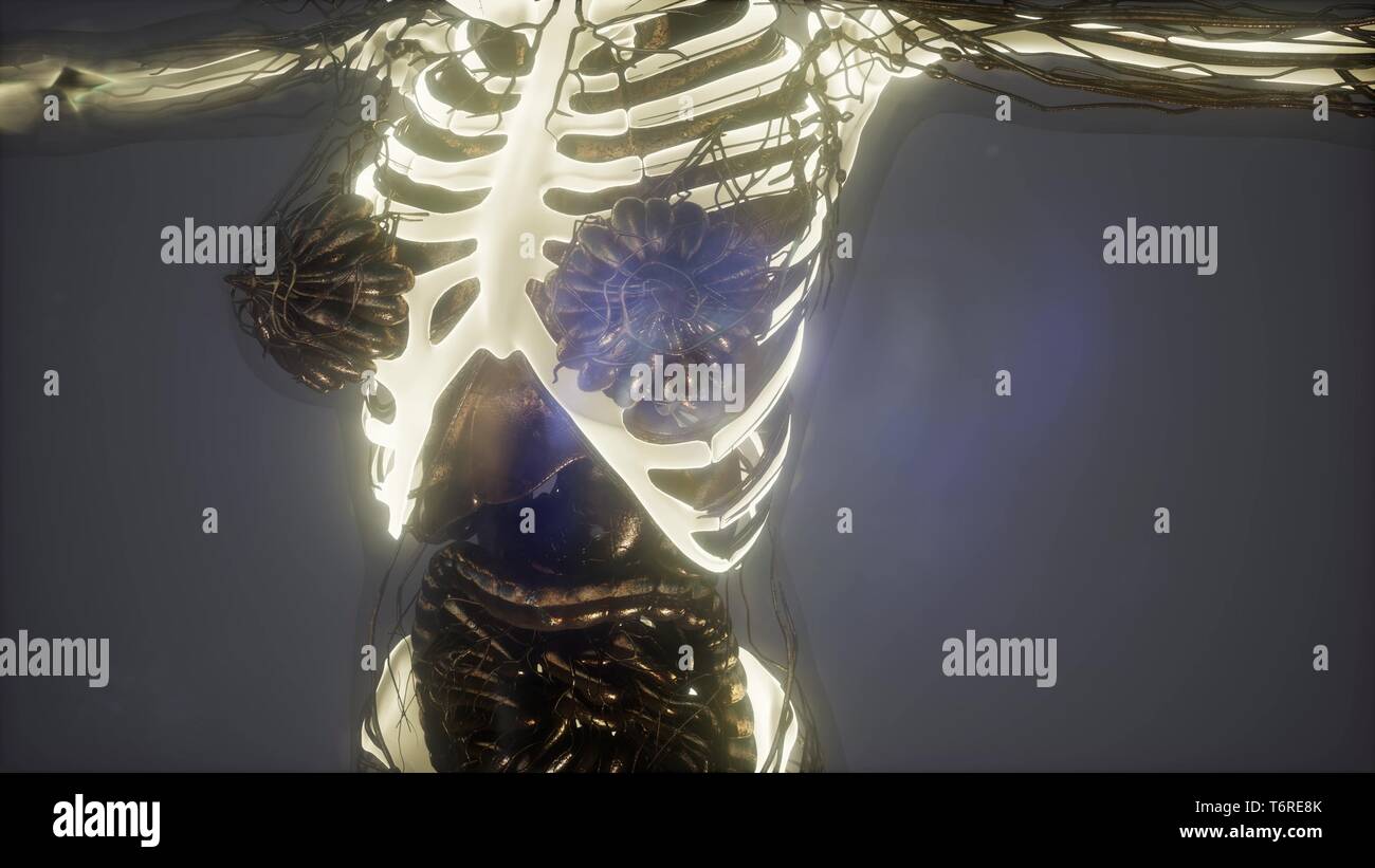 Human Body with Visible Skeletal Bones Stock Photo - Alamy