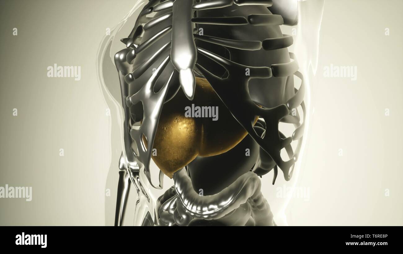 Human Stomach Model with all Organs and Bones Stock Photo - Alamy