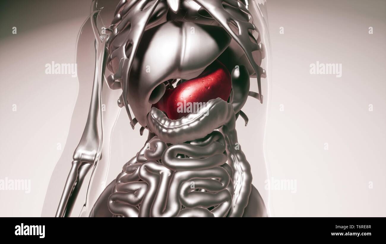 Human Stomach Model with all Organs and Bones Stock Photo - Alamy