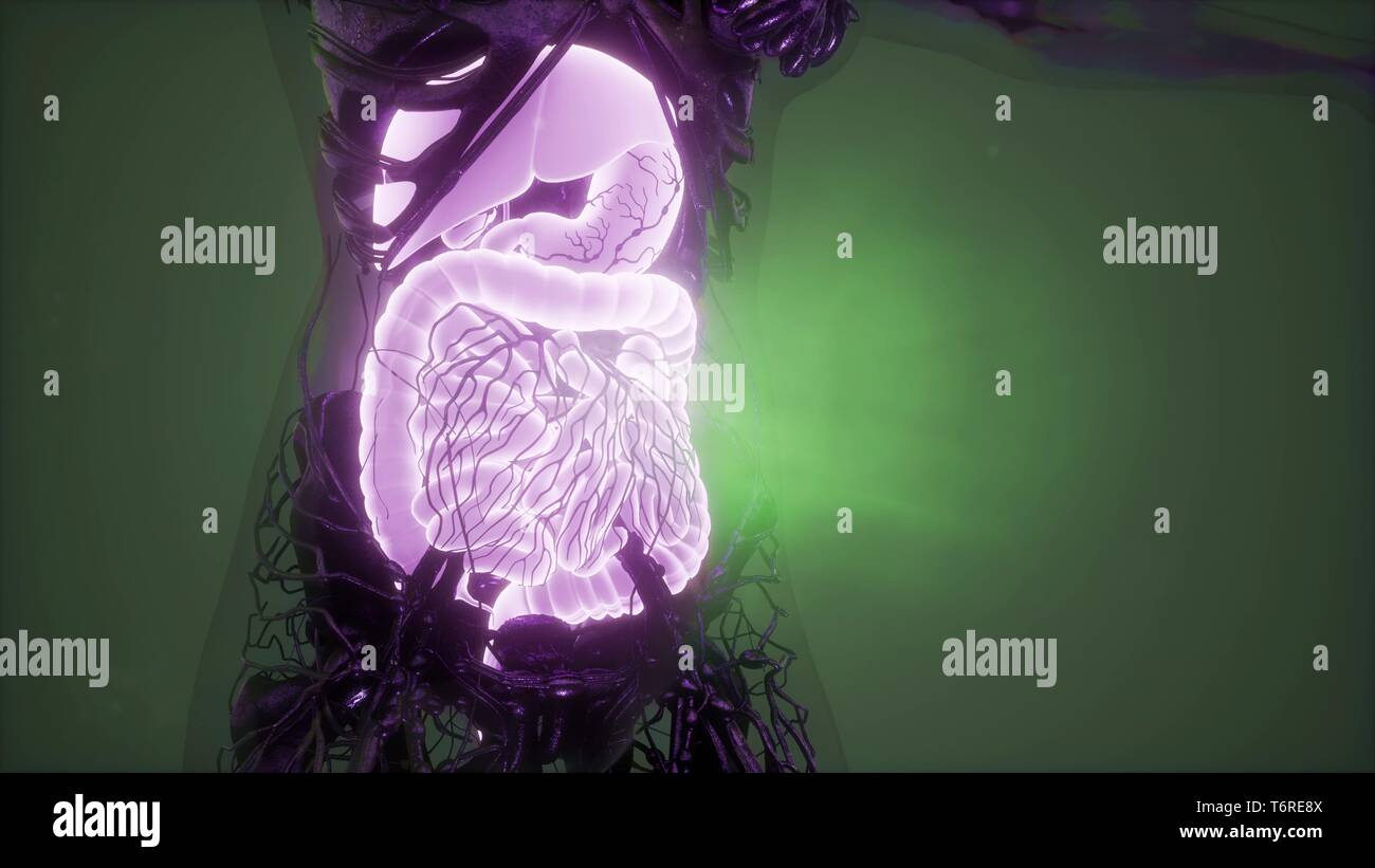 Human Body with Visible Digestive System Stock Photo - Alamy