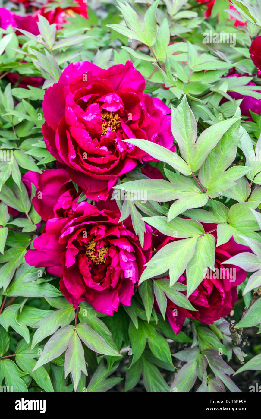 Paeonia x suffruticosa shimadaijin hi-res stock photography and images ...
