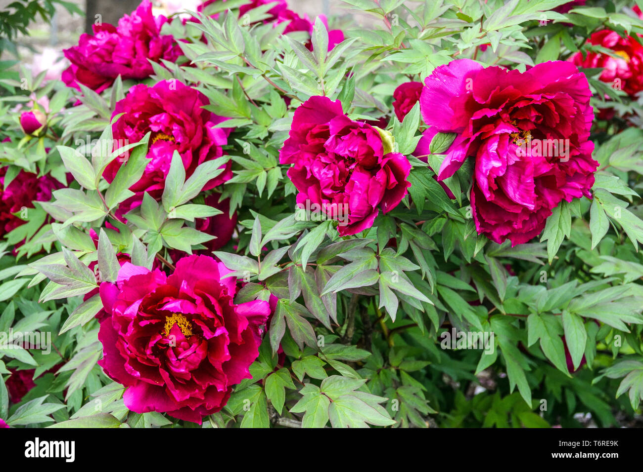 Red perennials hi-res stock photography and images - Alamy