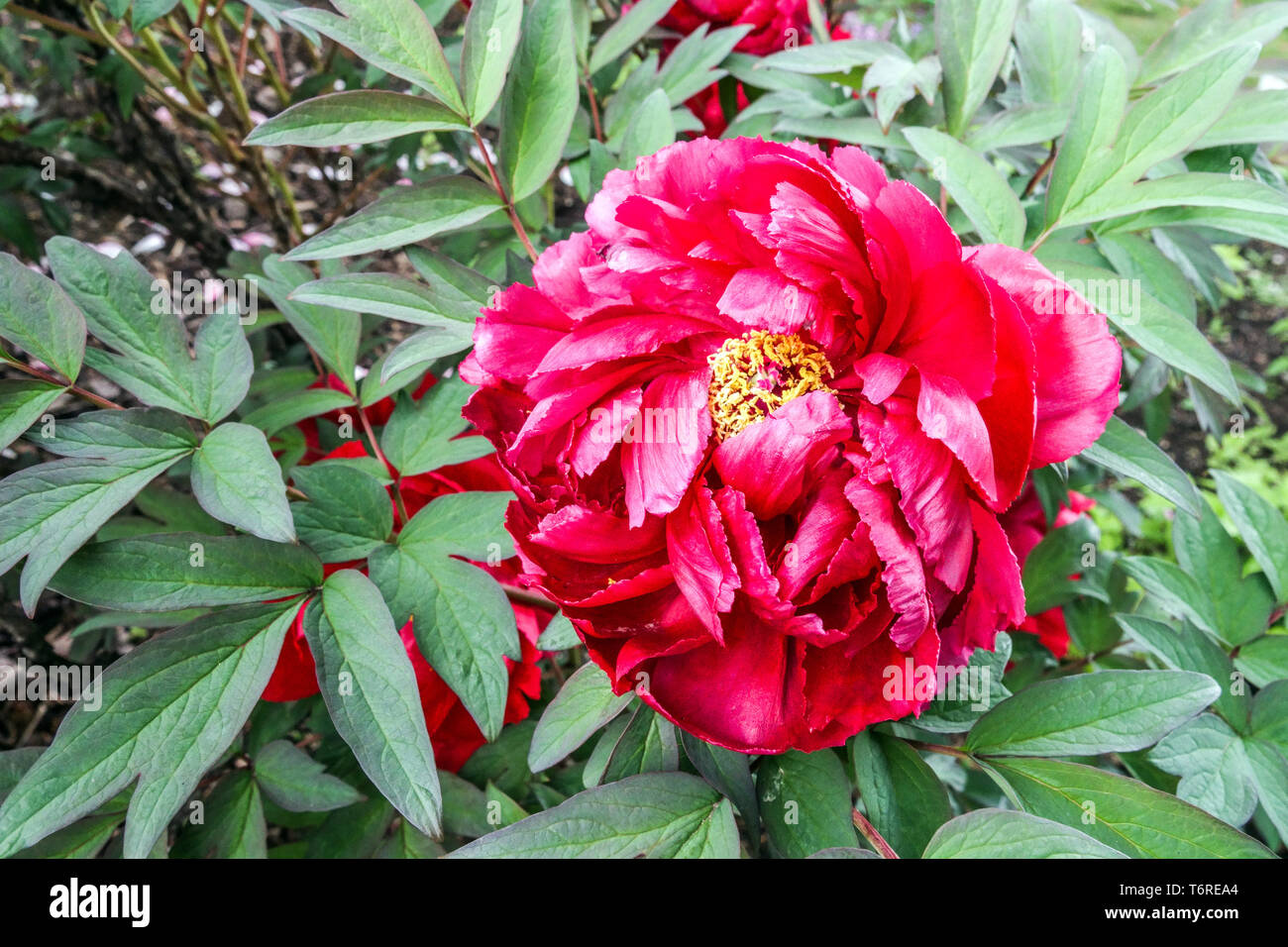 Tree Peony, Paeonia x suffruticosa Taiyo, Red peony flower garden ...
