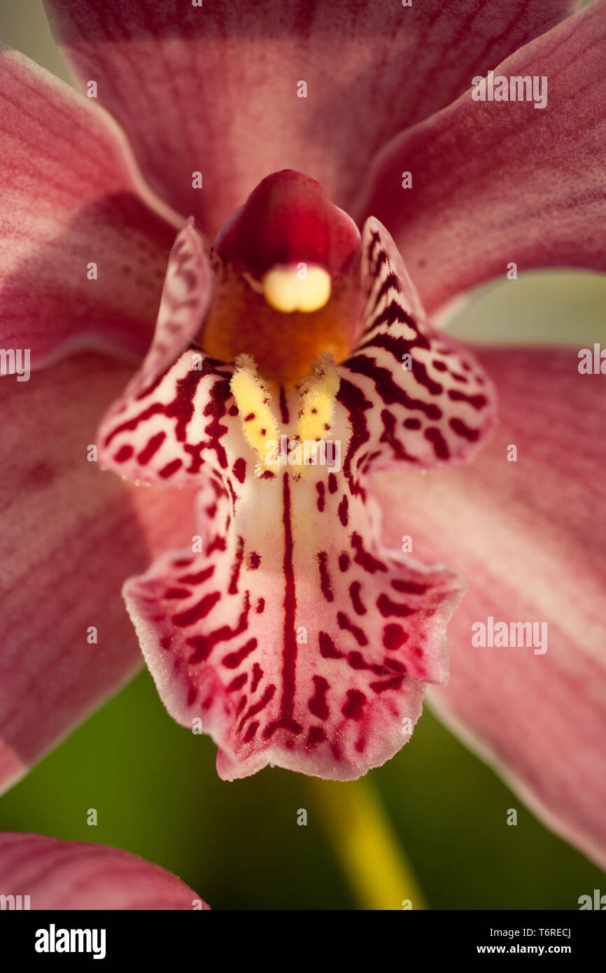 Purple mottled and spotted orchid stem. Lilac flower bloom branch ...