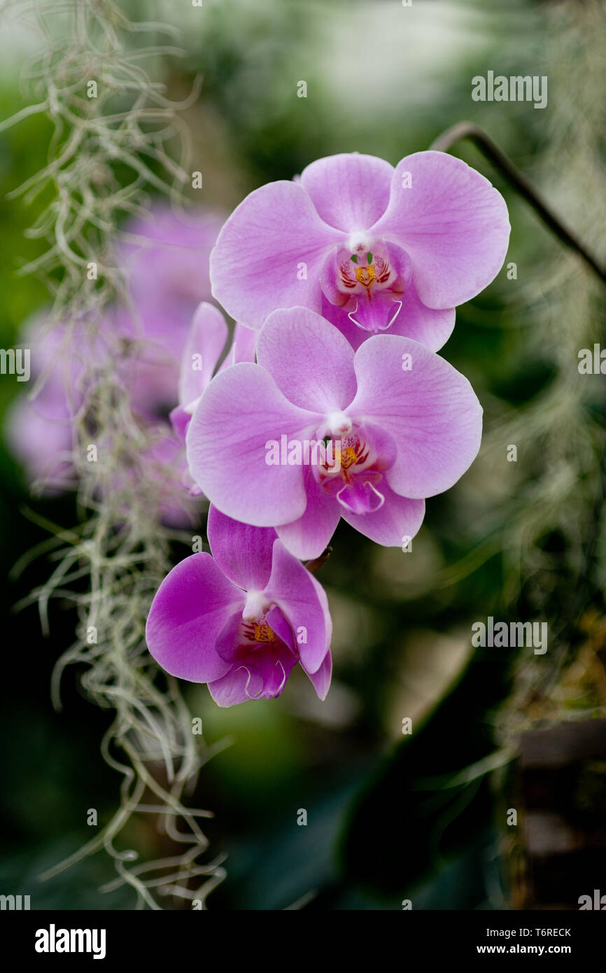 Purple mottled and spotted orchid stem. Lilac flower bloom branch ...