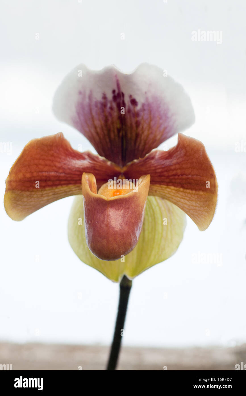 Purple mottled and spotted orchid stem. Lilac flower bloom branch ...