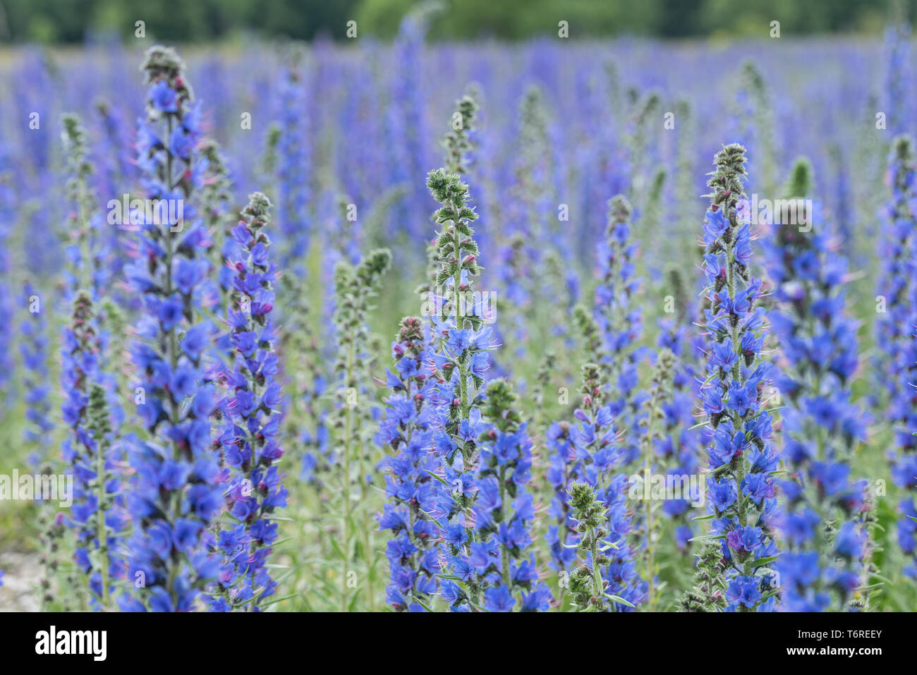 Vipers Bugloss or Blueweed (Echium vulgare) blossom field. Blue ...