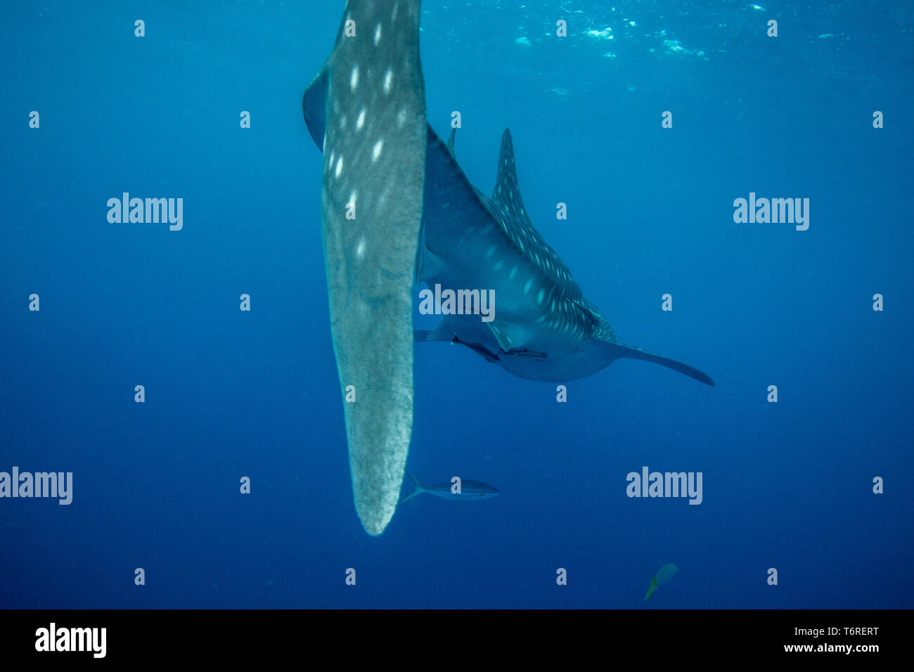 Rear ventral view of a whale shark ( Rhincodon typus ) with remora and ...