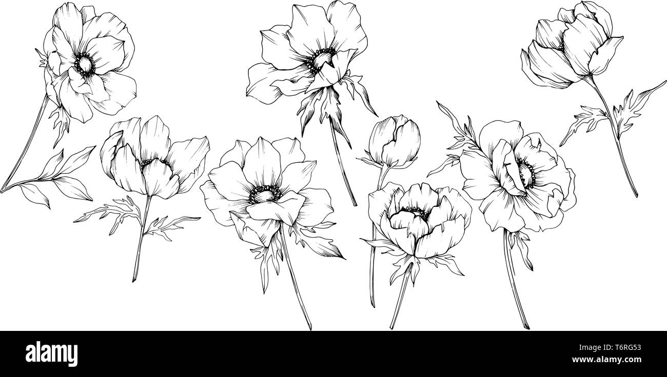 Vector Anemone floral botanical flowers. Black and white engraved ink ...