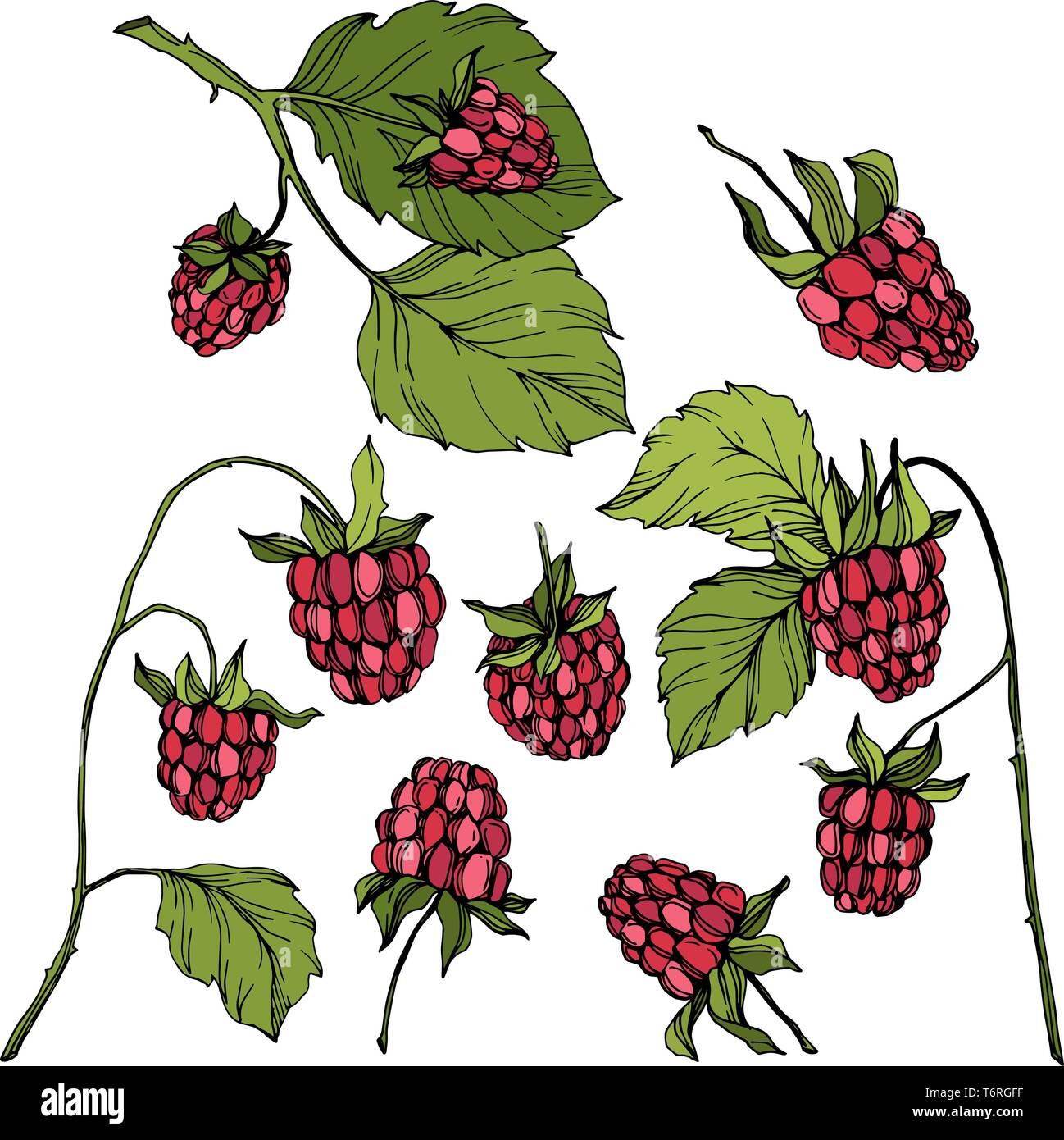 Vector Raspberry healthy food isolated. Red and green engraved ink art ...