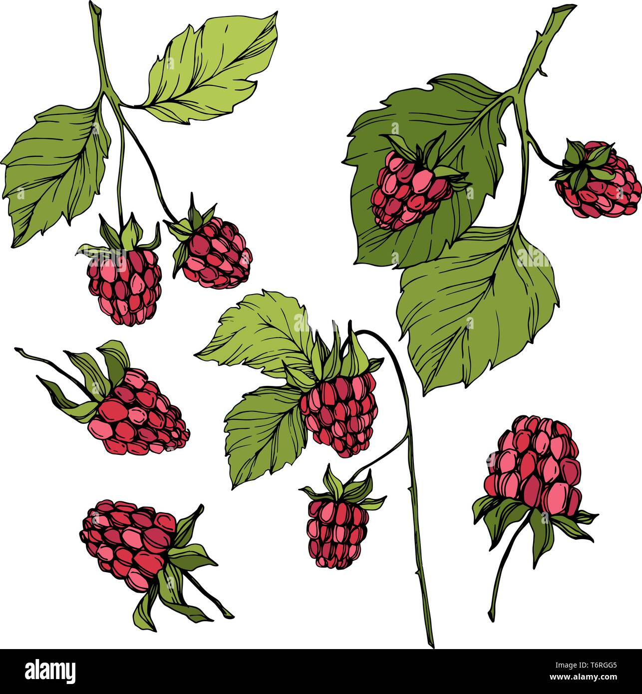 Vector Raspberry healthy food isolated. Red and green engraved ink art ...
