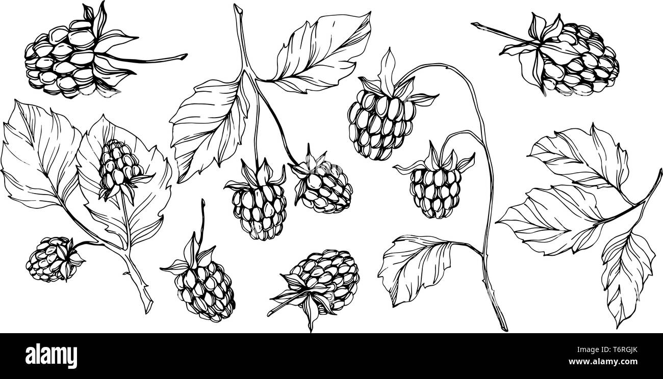 Vector Raspberry healthy food isolated. Black and white engraved ink ...