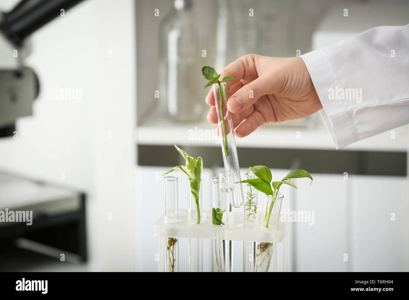 Lab worker taking test tube with plant from holder, closeup Stock Photo ...