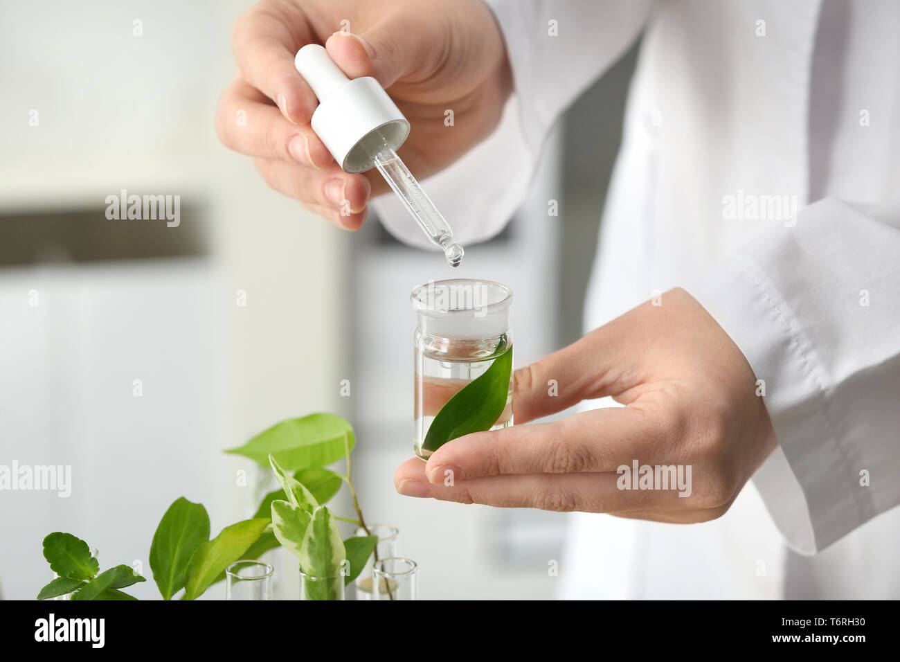 Lab worker dripping water into flask with leaf on blurred background ...