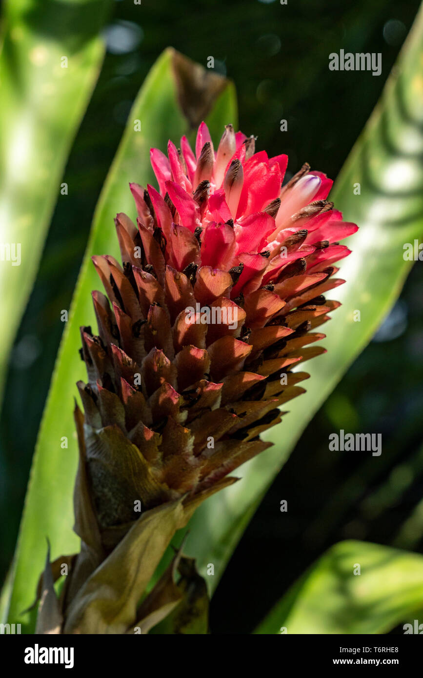 Quesnelia testudo, Yumenoshima Tropical Greenhouse Dome, Yumenoshima ...
