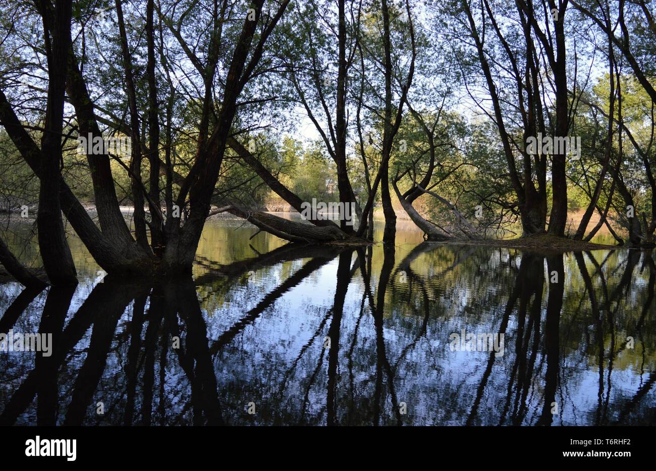 Trees reflection on lake surface during high water level Stock Photo ...