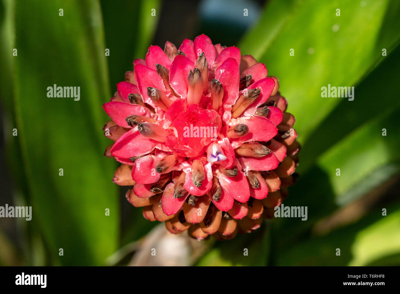 Quesnelia testudo, Yumenoshima Tropical Greenhouse Dome, Yumenoshima ...