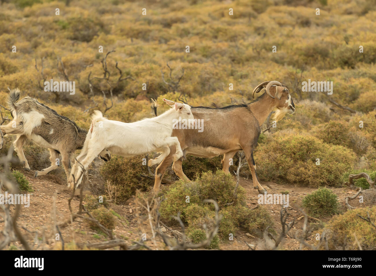 Goats running out in the nature Stock Photo - Alamy