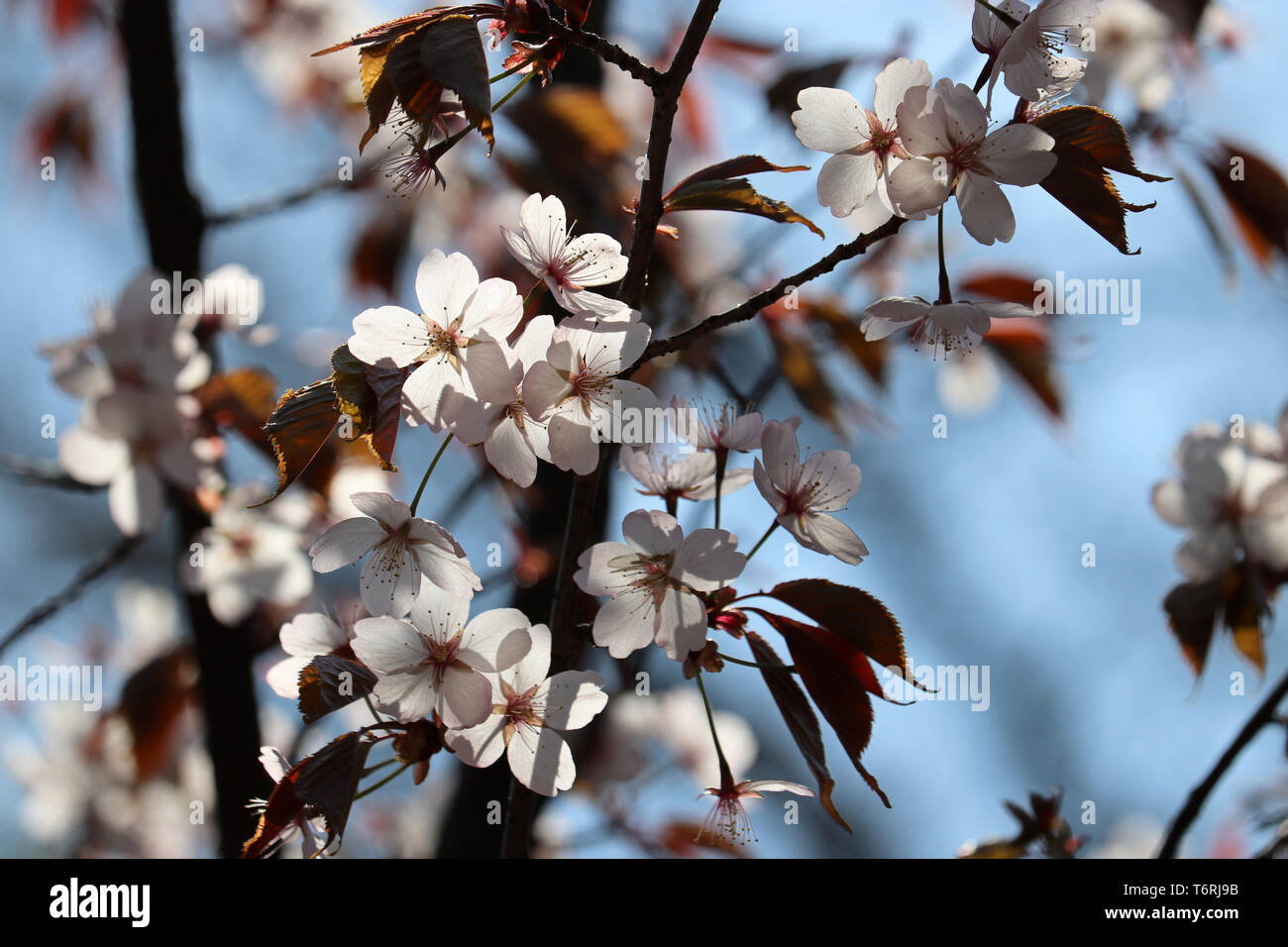 Japanese almond tree hi-res stock photography and images - Alamy