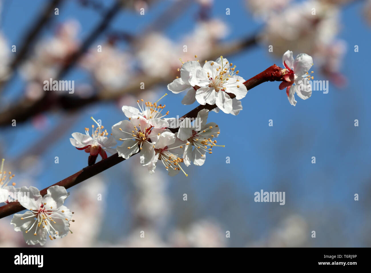 Japanese almond tree hi-res stock photography and images - Alamy