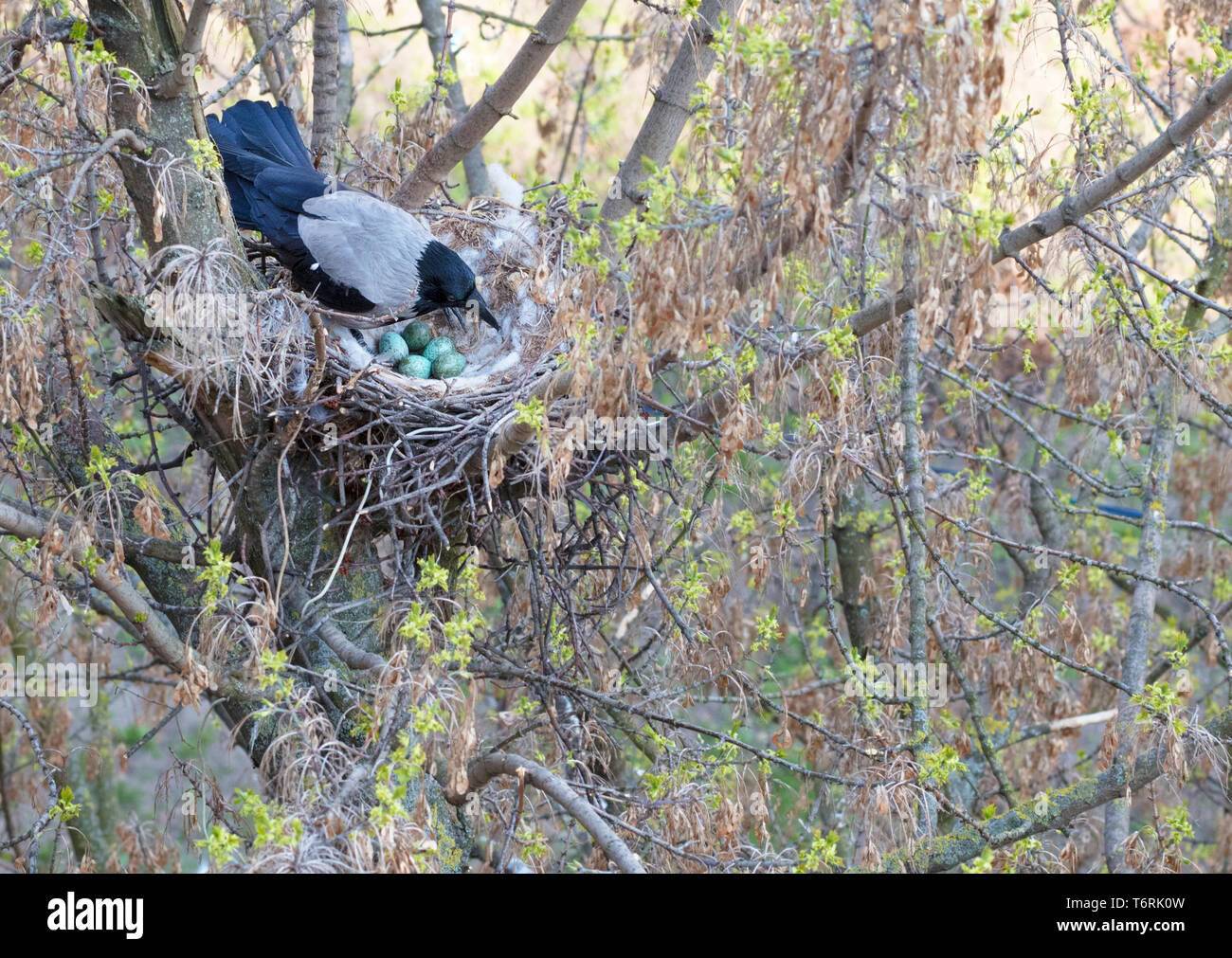 Crows eggs hi-res stock photography and images - Alamy