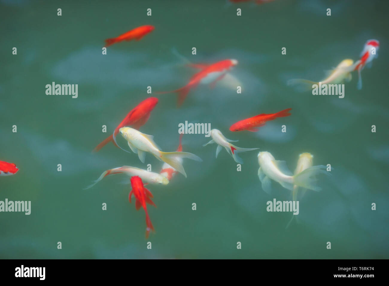 Swarm of gold fish in green surface of river Stock Photo - Alamy