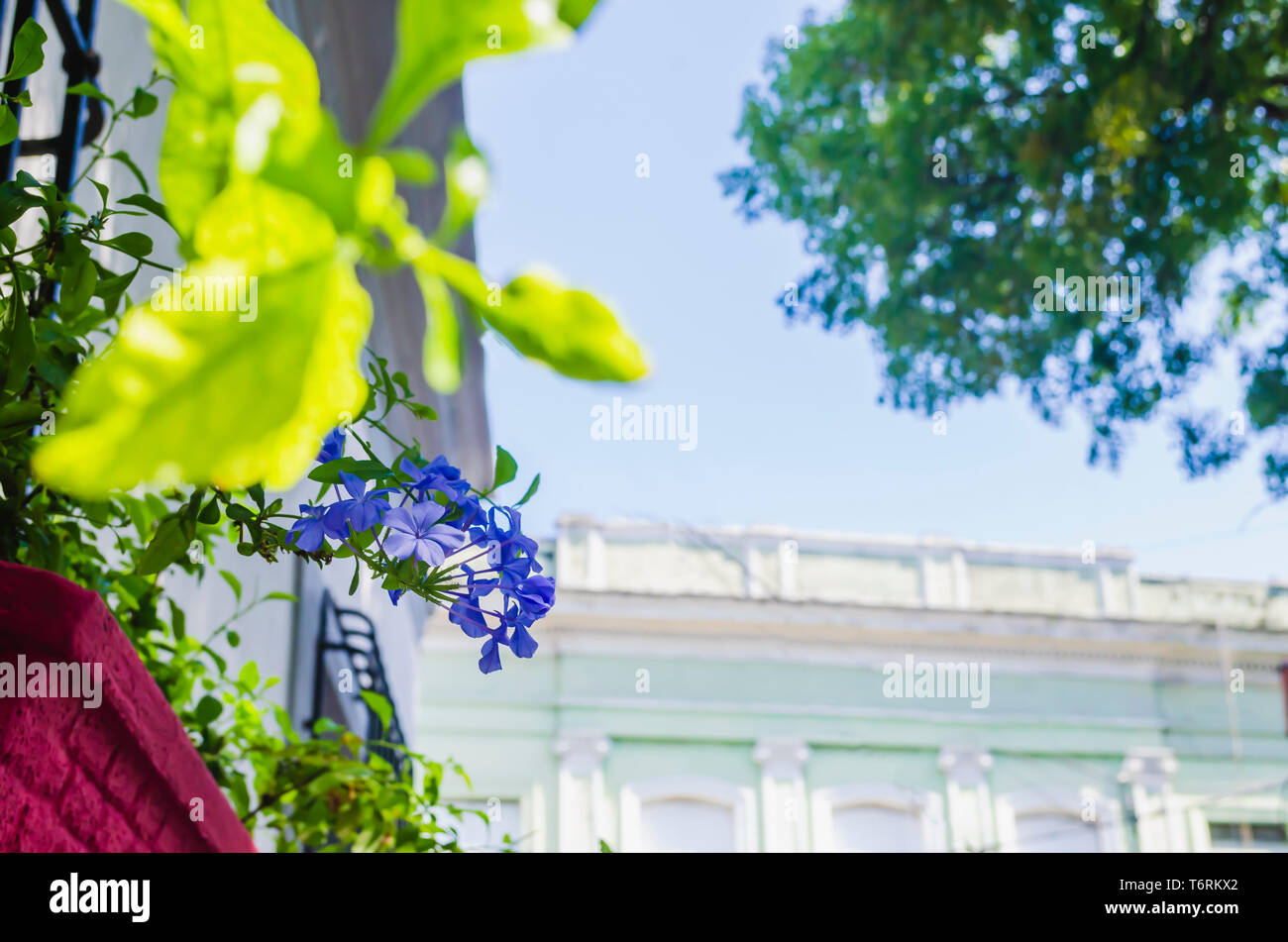 Plumbago auriculata, the cape leadwort, blue plumbago or Cape plumbago ...