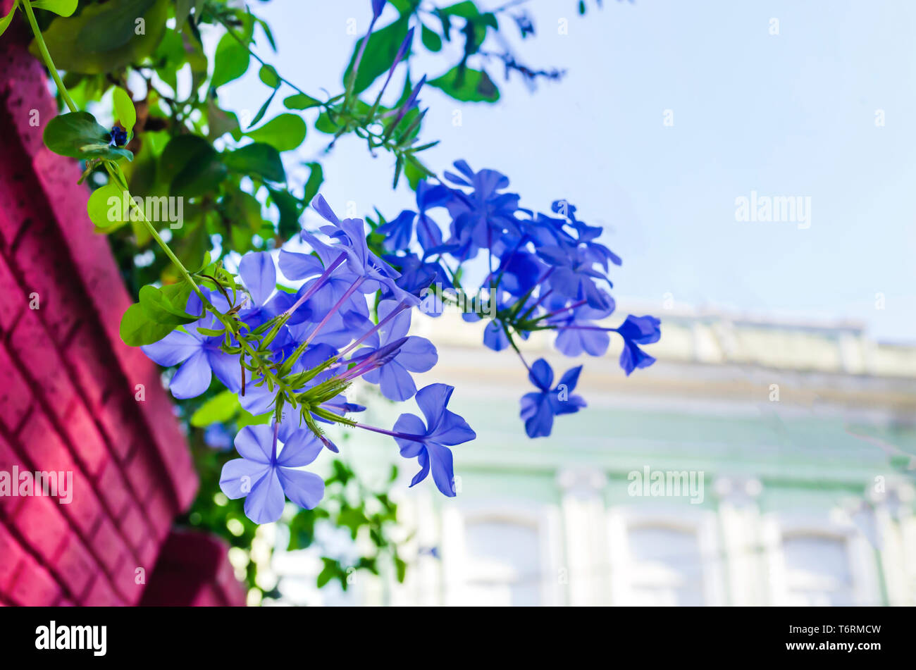 Plumbago auriculata, the cape leadwort, blue plumbago or Cape plumbago ...