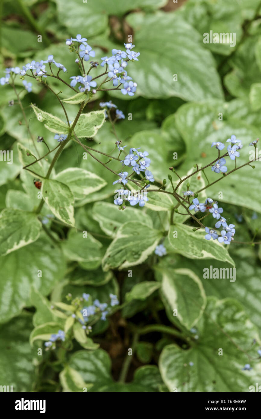 Siberian Bugloss, Brunnera macrophylla Silver Wings Stock Photo - Alamy
