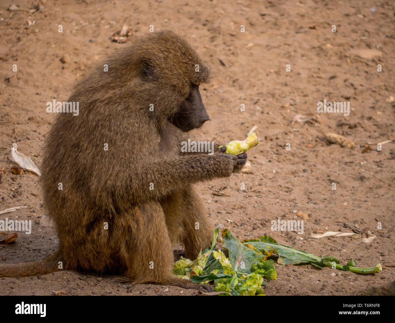 Monkey busniess adult male eating green salad Stock Photo - Alamy