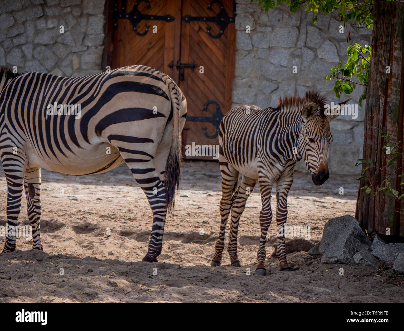 Zebras family having fun relaxing and playing with little zebra Stock ...